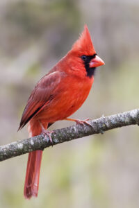 Embracing the Majesty of the Northern Cardinal - Wake Audubon