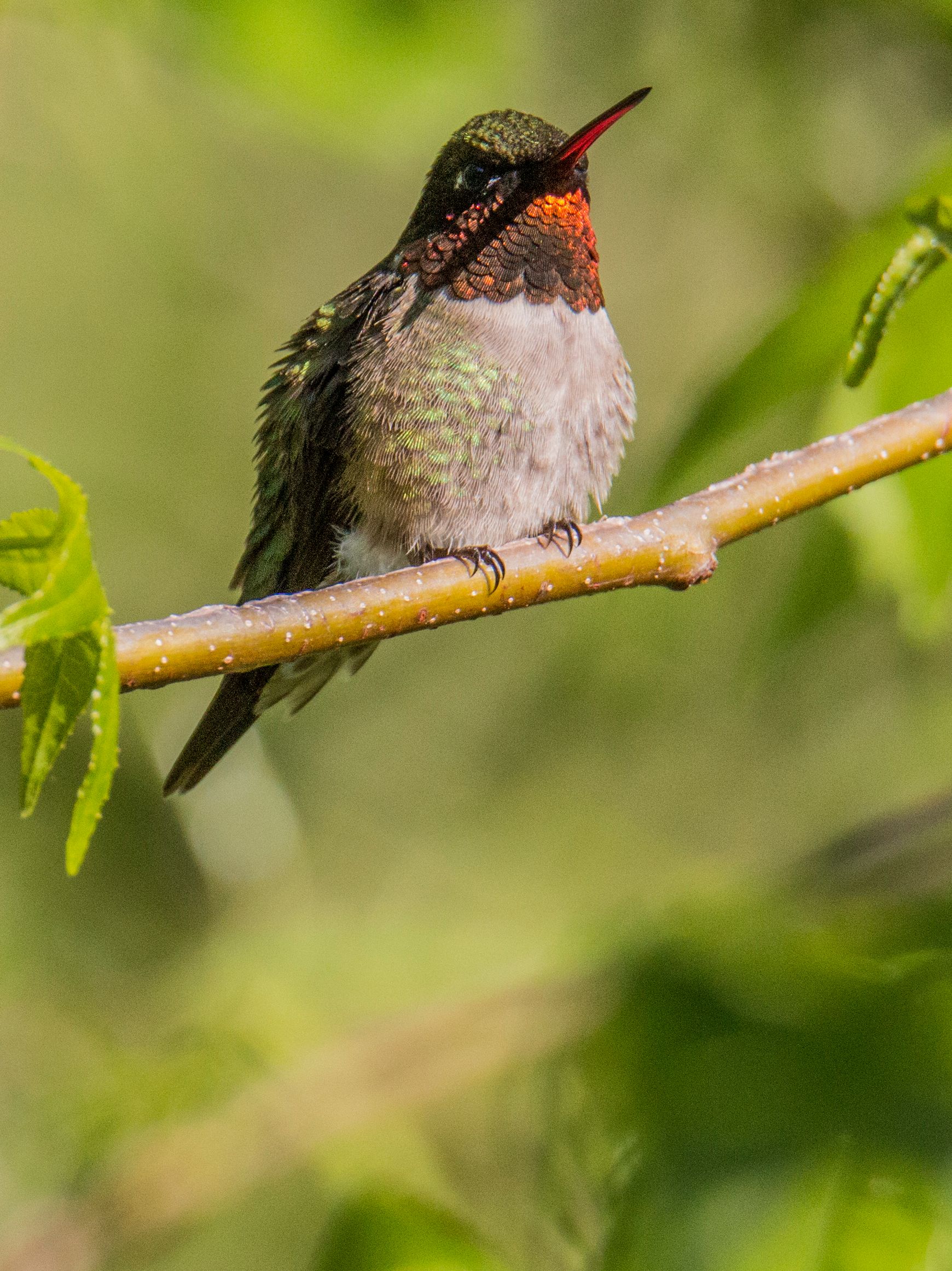 Welcome to the month of spring! - Wake Audubon