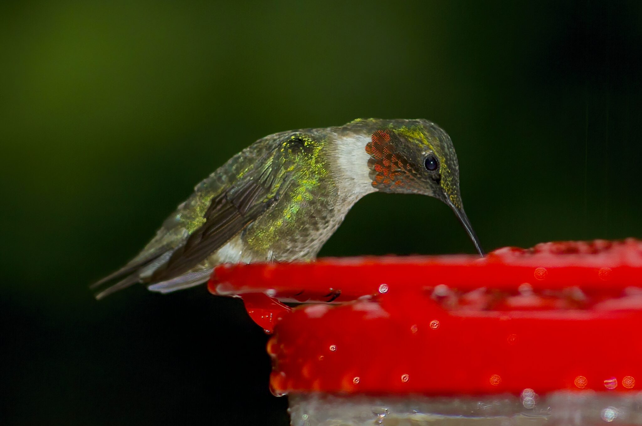 Zombie Birds! Hummingbirds, Halloween Edition - Wake Audubon