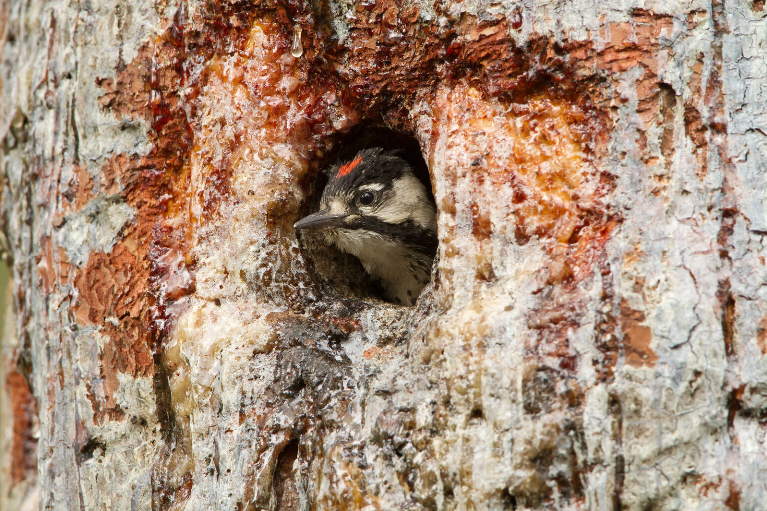 Meet the 2025 Wake Audubon Bird of the Year! - Wake Audubon