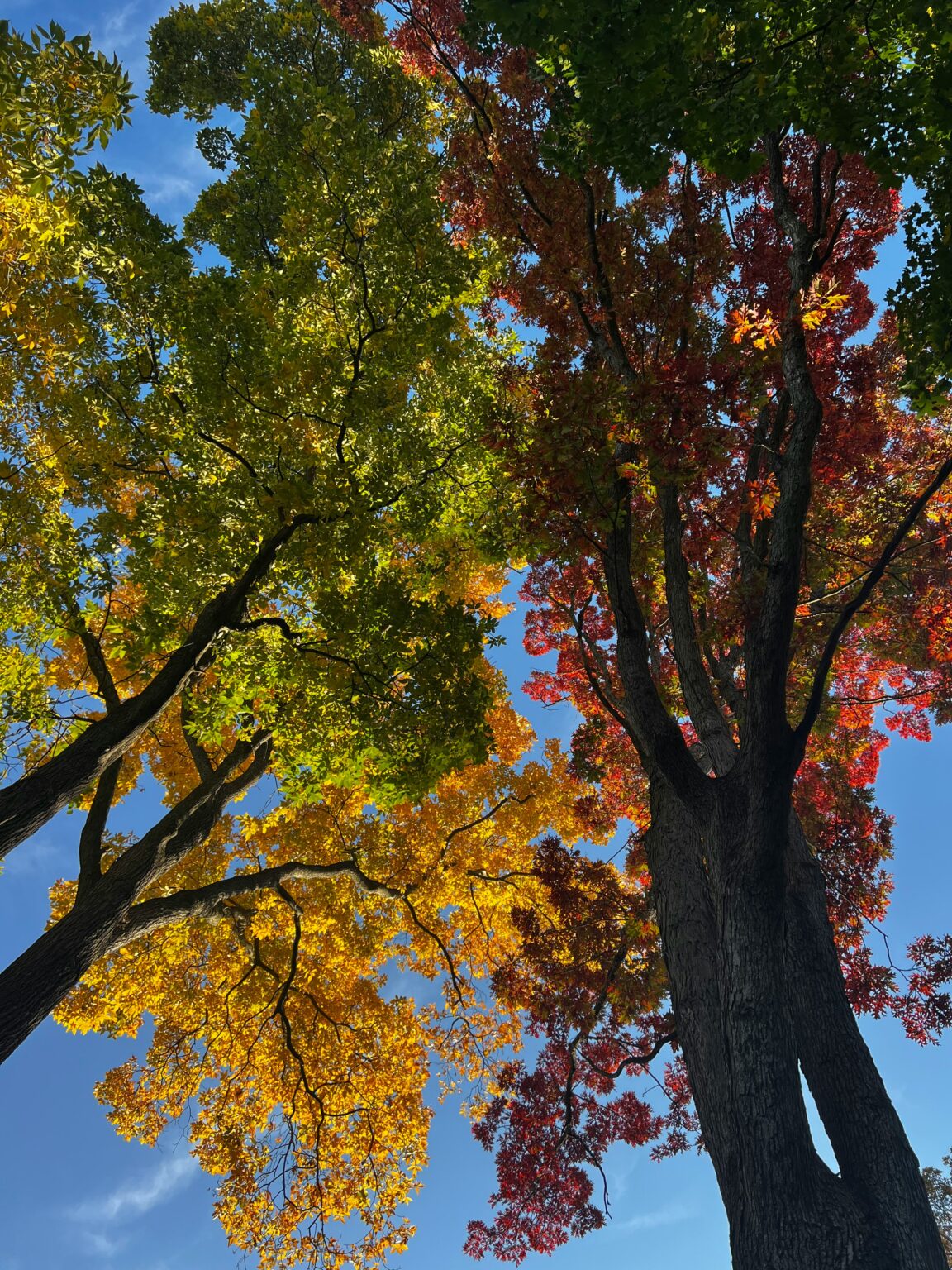 Leave the Leaves - Wake Audubon