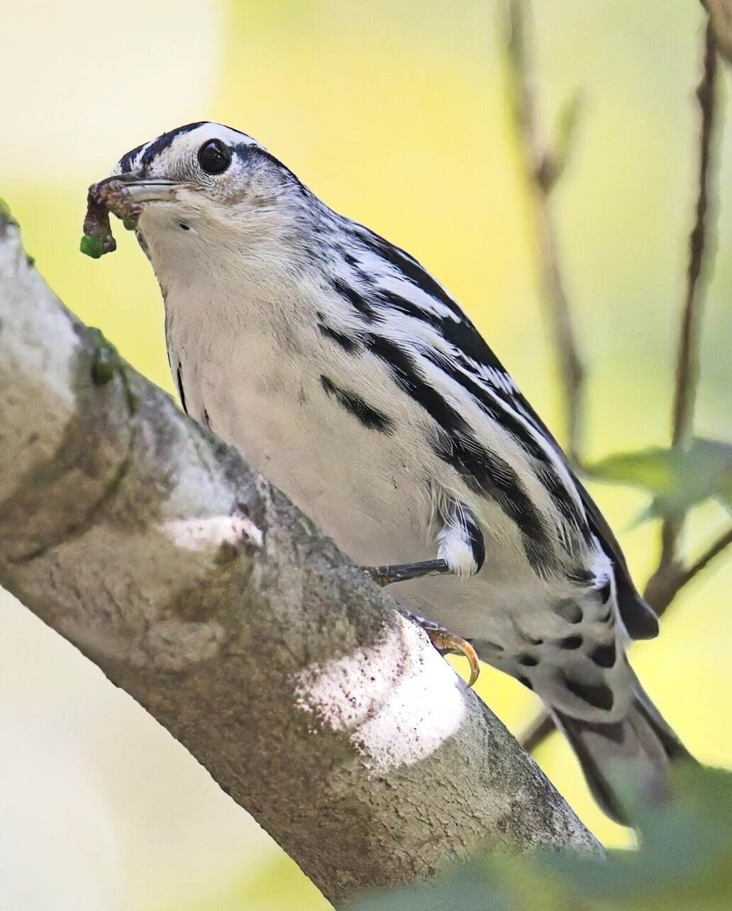 Wake Audubon | Advocating wildlife, nature and conservation